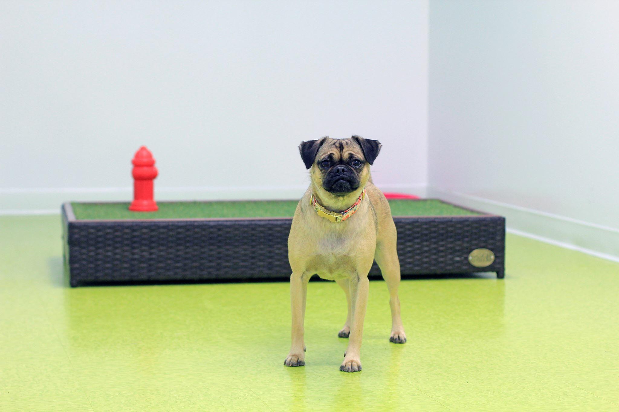 Daycare | Central Bark